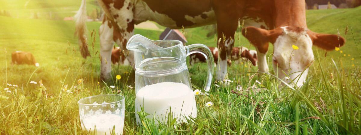 Lait de vache : Bienfaits et risques, alternatives naturelles